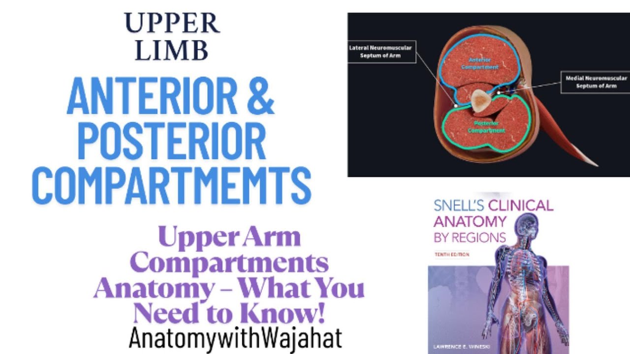 Upper Arm Anatomy: Flexor & Extensor Compartments Simplified in Just 5 ...
