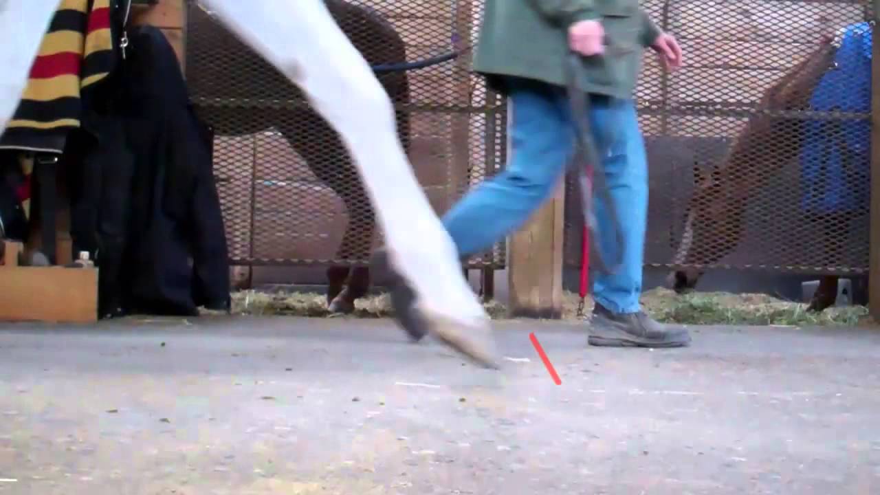 Understanding the Difference: The Three Types of Hoof Landings - YouTube