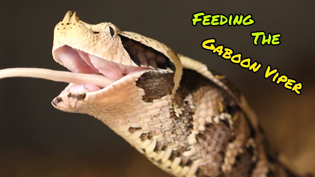 Feeding the Gaboon Viper - YouTube