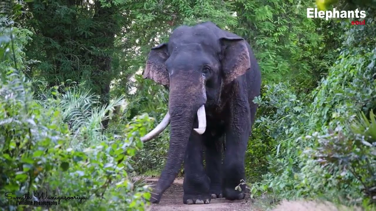 One day in the story of the tears of the Agbo elephant Elephant Soul # ...