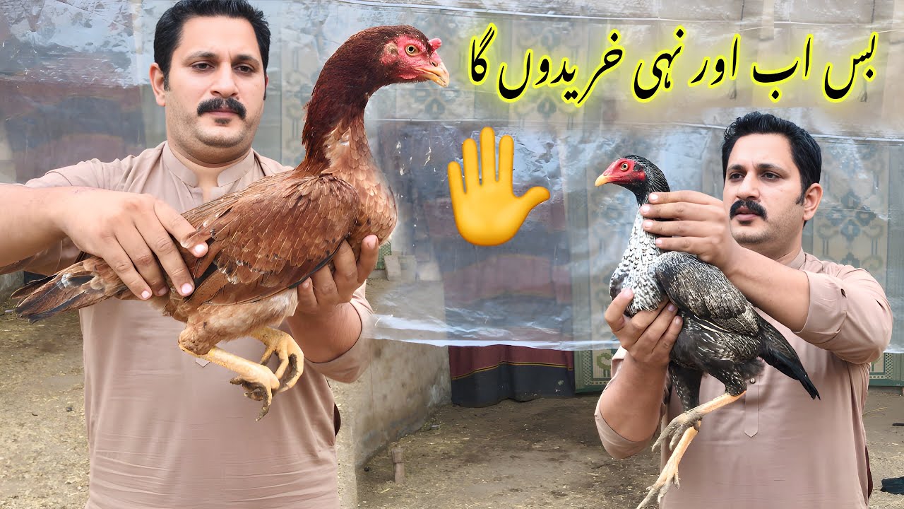 Pure aseel murgi/murga #aseel #hen #murga - YouTube