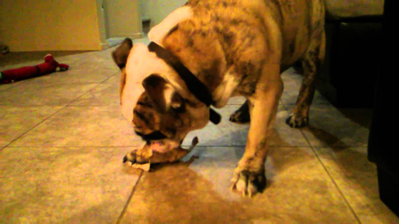 Bulldog Chewing on Bone - YouTube