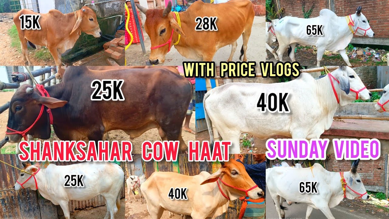 SHANKSAHAR COW HAAT .WITH PRICE ALL COWS & BULL VILLAGE AREA KOLKATA ...