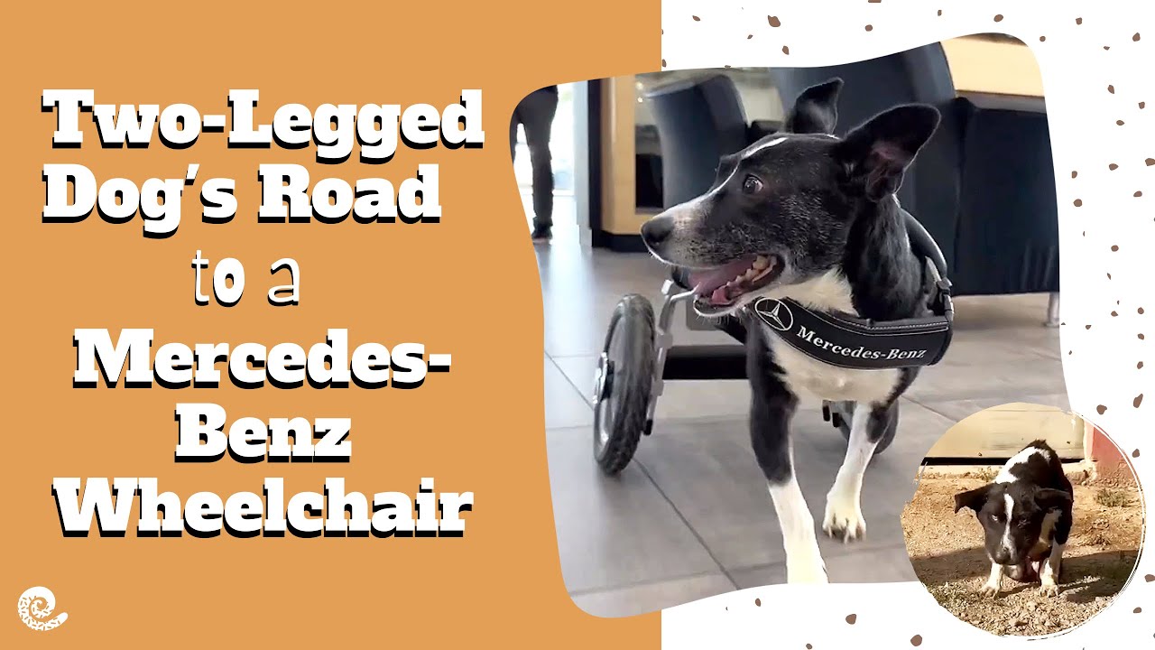 Bunny the Two-Legged Dog’s Road to a Mercedes Benz Wheelchair - YouTube