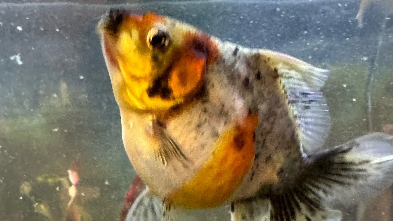 How are my Oranda and Ranchu fry doing? - First vlog on my goldfish set ...