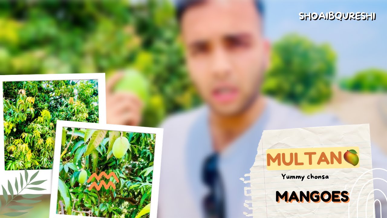 Chaunsa Mango 🥭🥭#multan - YouTube