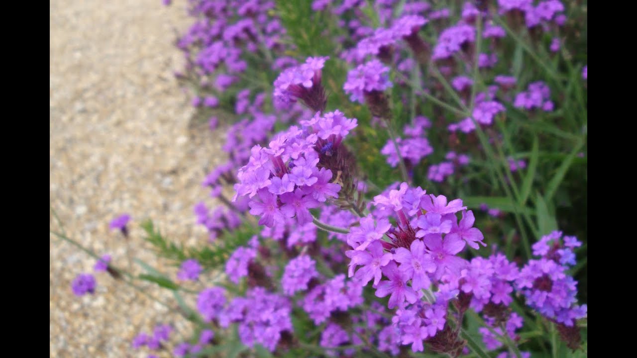 Why you should grow Verbena rigida - YouTube