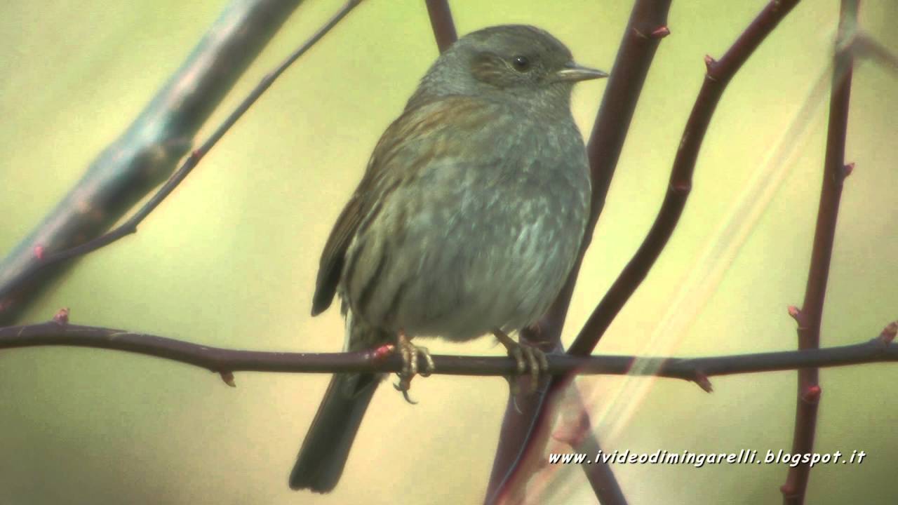 PASSERA SCOPAIOLA (Prunella modularis) - YouTube