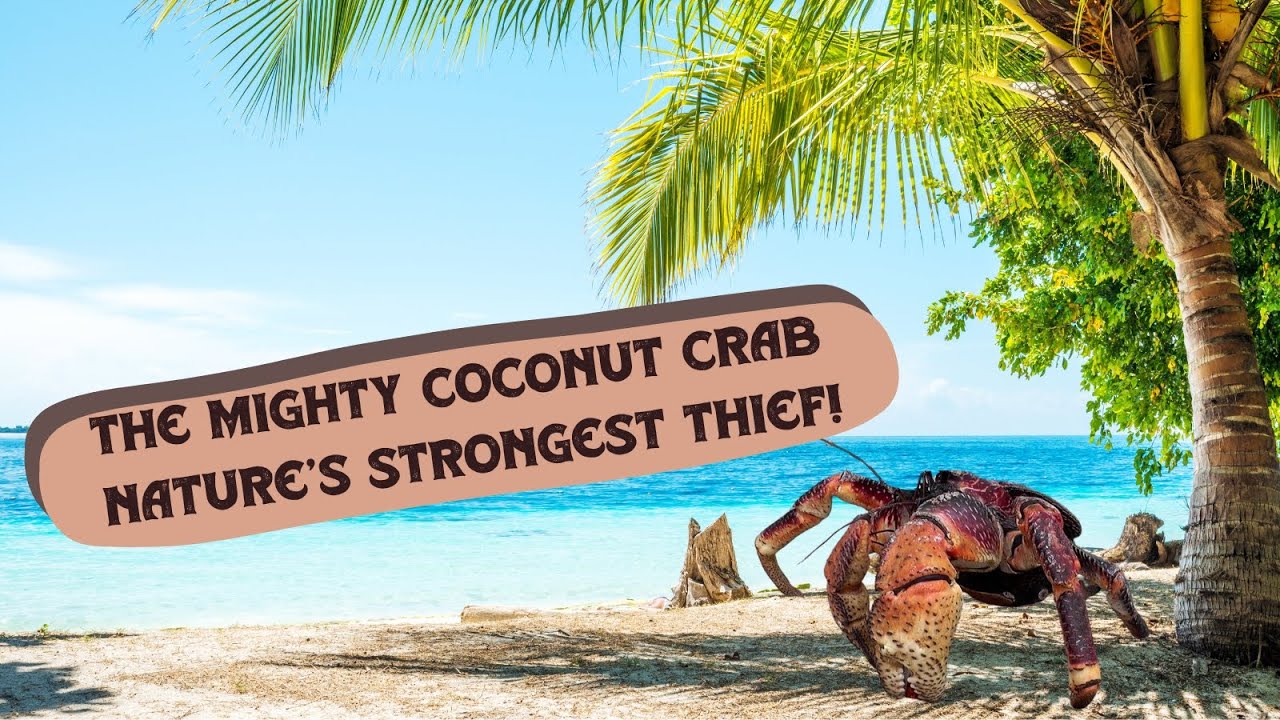 Mighty Coconut Crab: Nature's Strongest Crustacean - YouTube