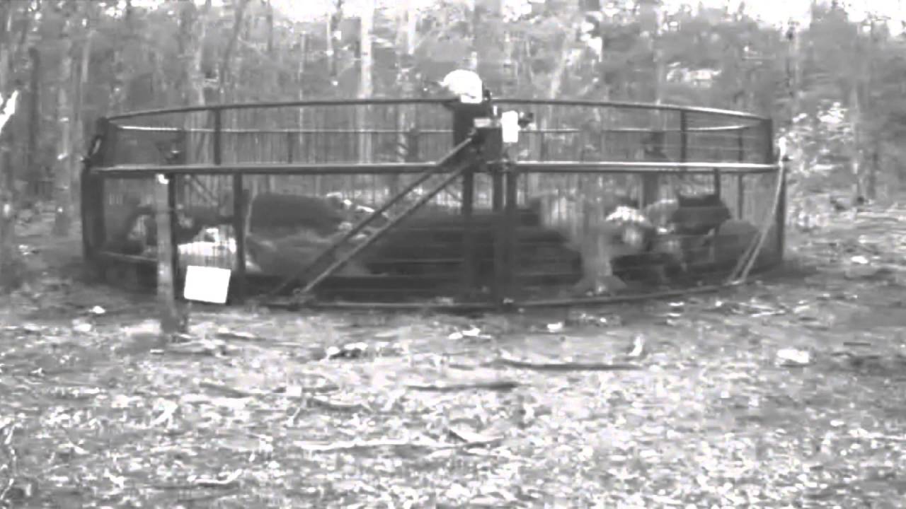 Feral Hog Boar Buster - YouTube