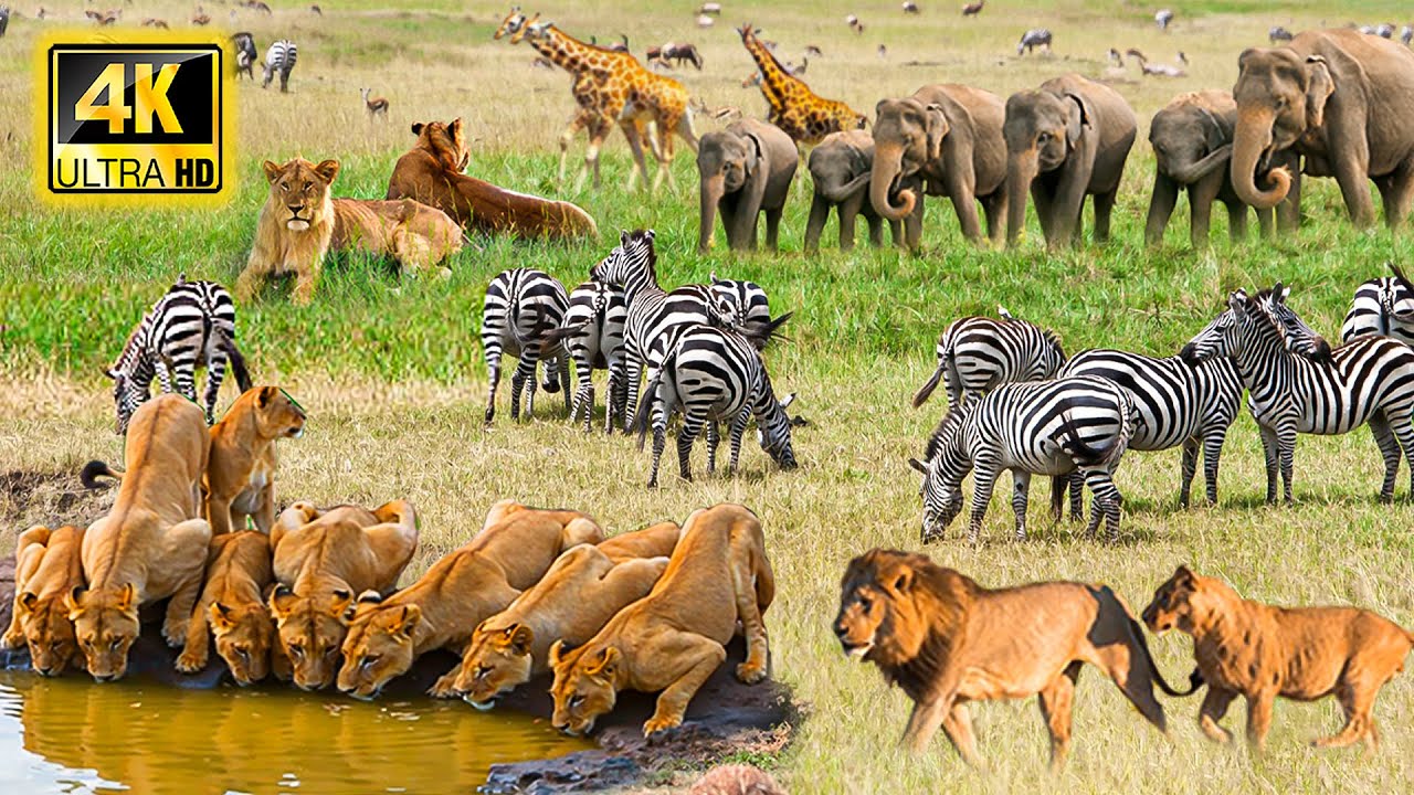 4K African Wildlife: Most Amazing Animal Encounters in Nairobi National ...