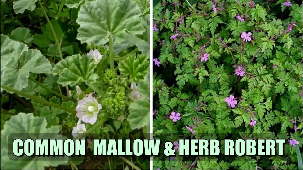 Common Mallow & Herb Robert - YouTube
