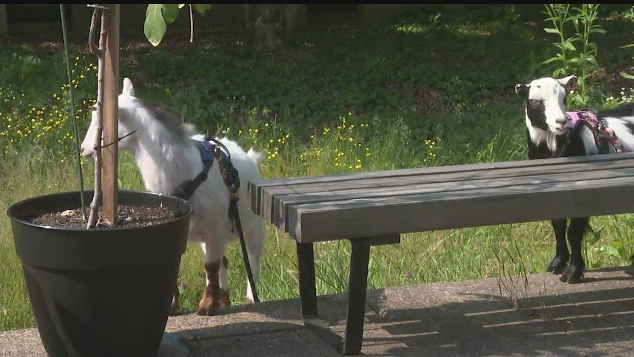 Goats help local high schoolers garden for school lunches - YouTube