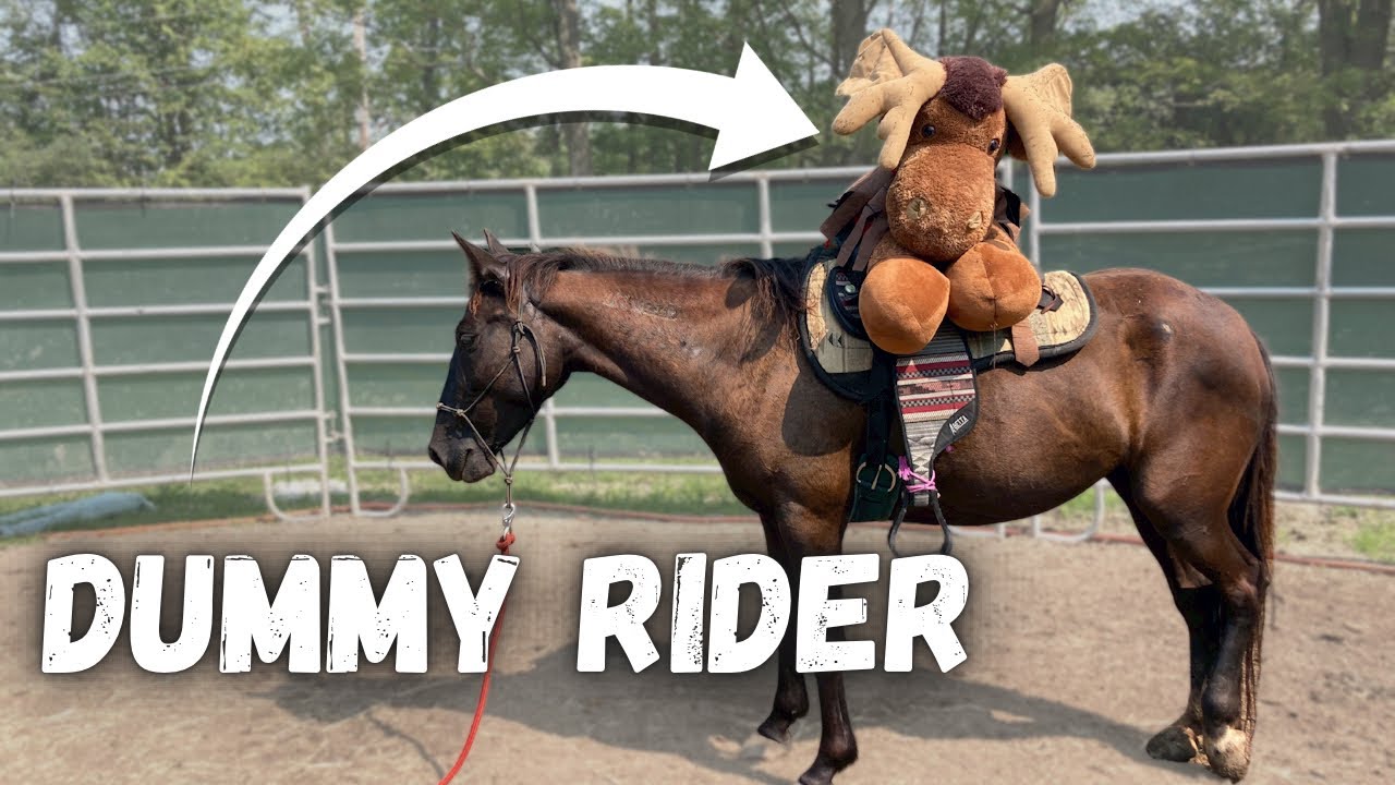 MUSTANG'S FIRST RIDER! Mr Moose rides Raven! - YouTube