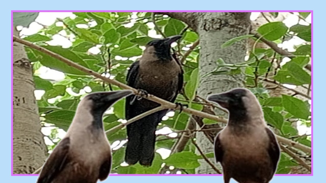 Beautiful Crow Birds Unity With Crow Birds Sound 🐦‍⬛🐦🌳| Crow Beauty ...