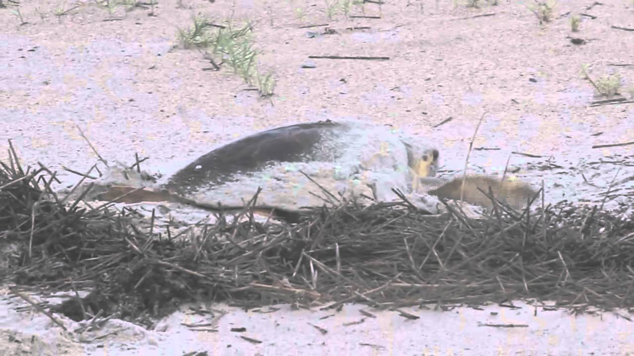 Loggerhead Sea Turtle Nesting at Ft. Clinch - YouTube