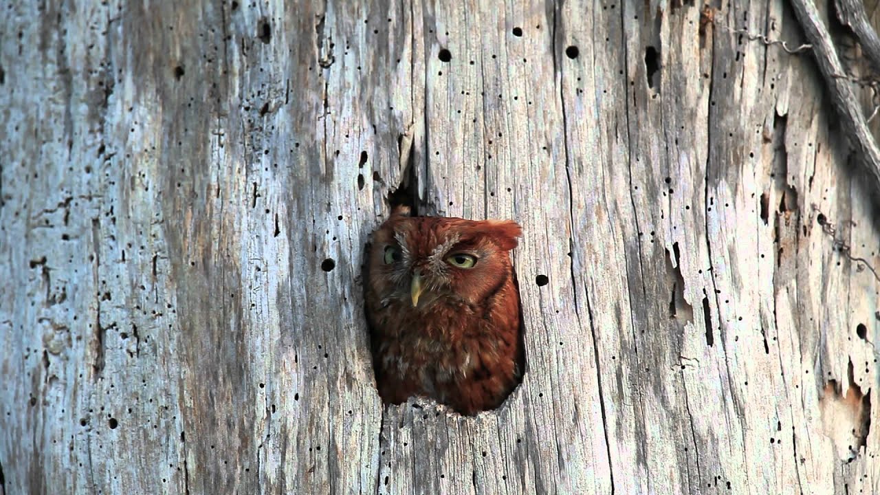Screech Owl Calling 2 - YouTube