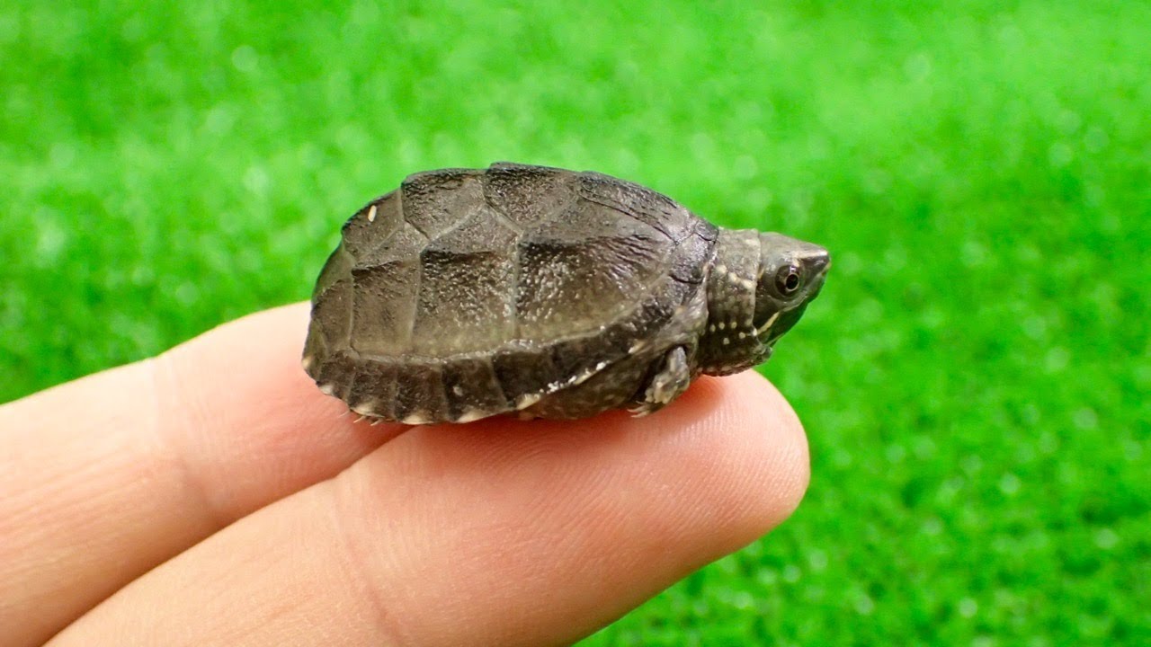 Musk turtle is small so you can put it on your finger!! - YouTube