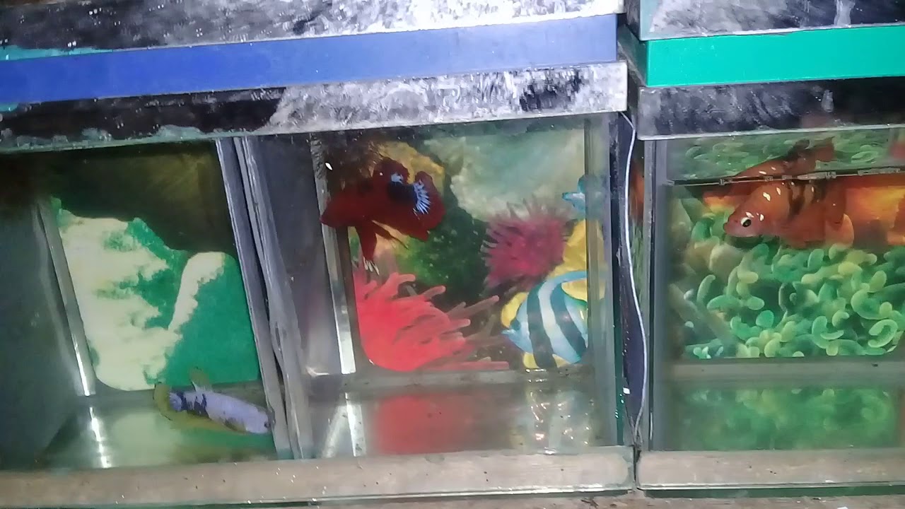 Ikan cup@ng jenis(hellboy) dengan harga fantastis - YouTube