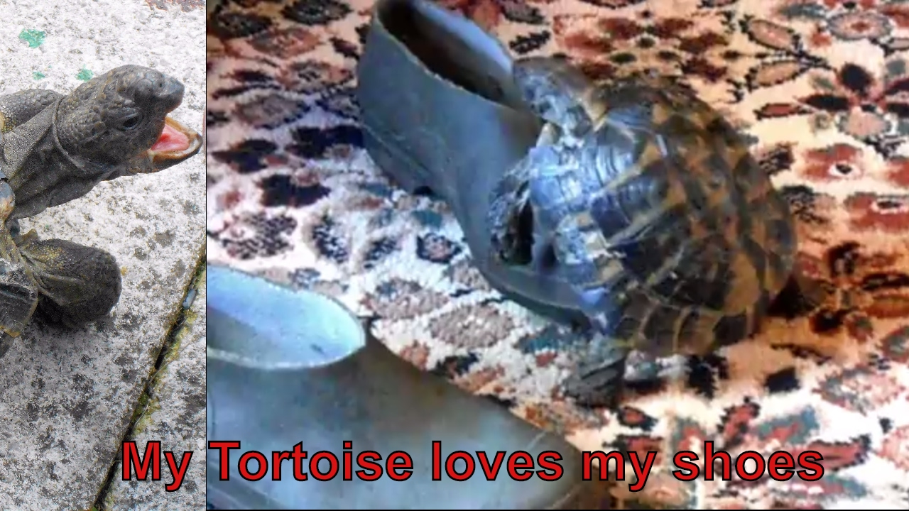 Moaning/Squeaking Tortoise vs shoes compilation. - YouTube