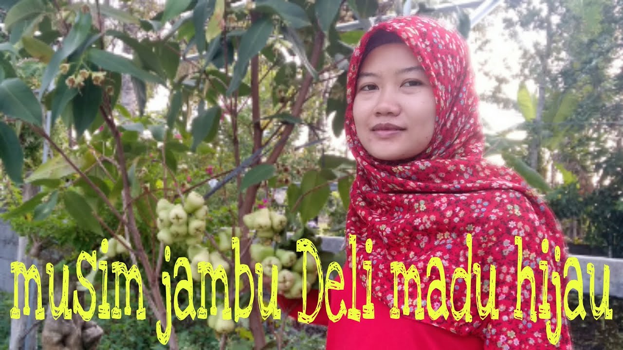 JAMBU DELI MADU HIJAU BERBUAH LEBAT DI PLANTERBAG DEPAN RUMAH - YouTube