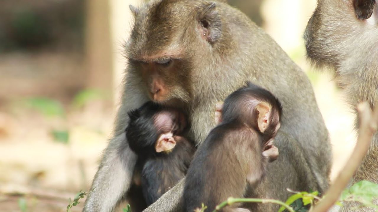 Look At Cute Draya walk to Playing With New Born of Nanda-on Oct12,2023 ...