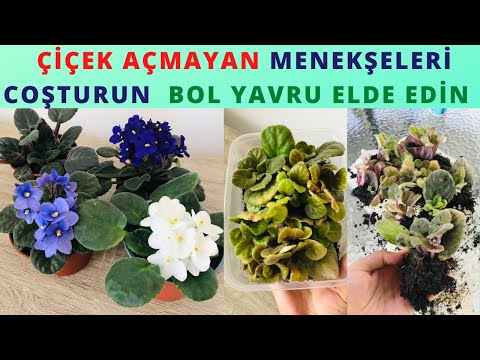 Menekşe Coşturan Bakım/Menekşe Çoğaltma/Menekşe Bakımı Herşey / Menekşe yavru Ayırma/Menekşe Bakımı