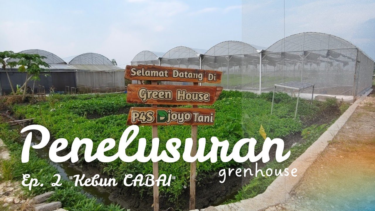 Berkunjung ke Greenhouse P4S Djoyo Tani 🌿 PART 2 Dari Sistem Hidroponik ...