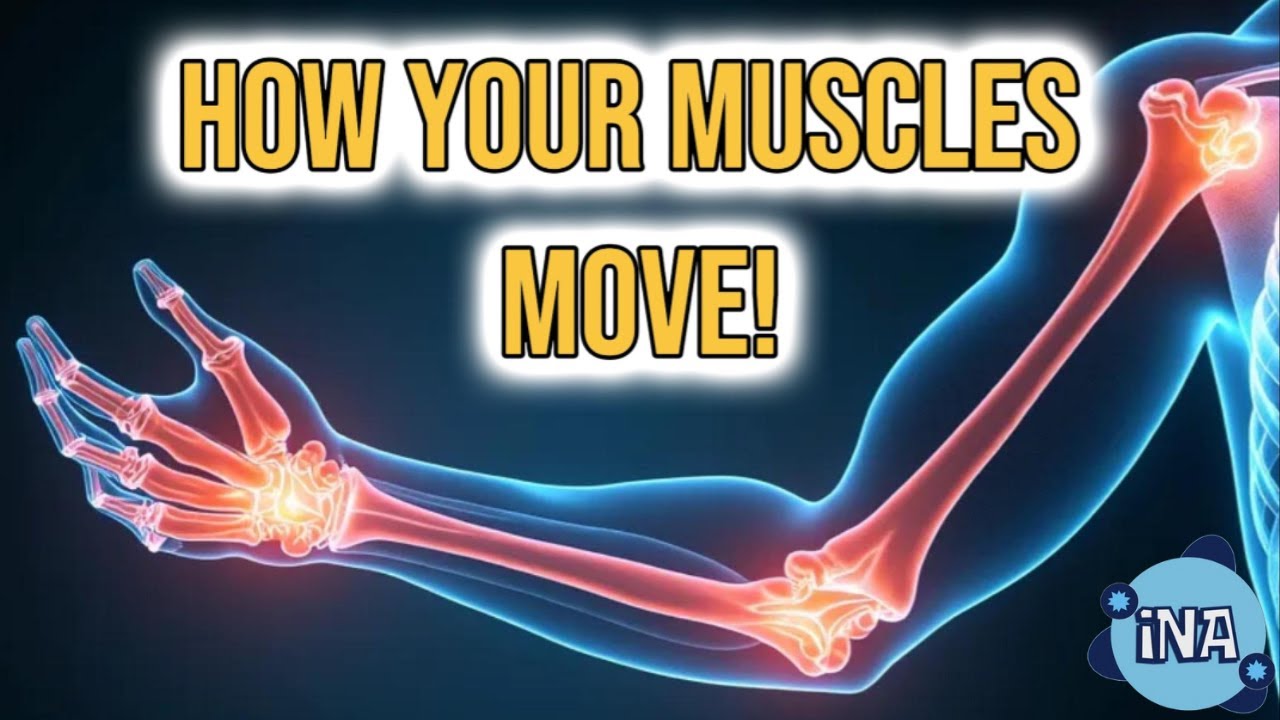 Understanding Your Body's Secret Weapon: Muscles & Joints - YouTube