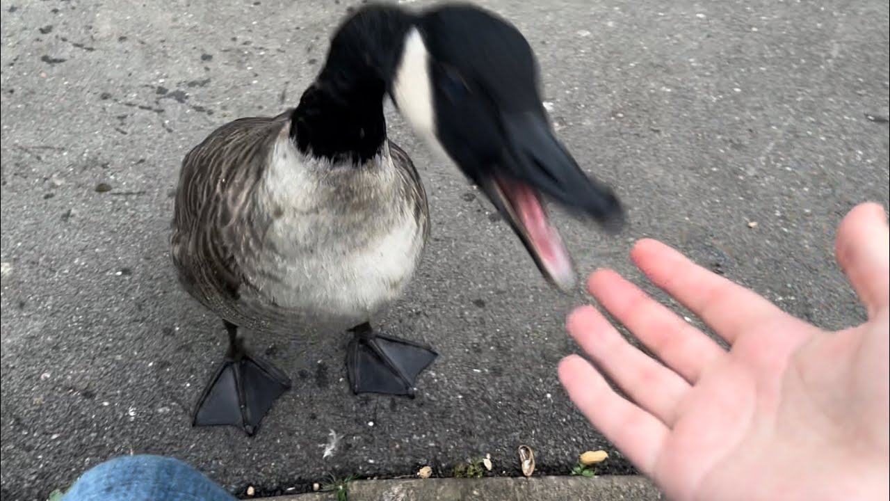 Goose attack hand then accepts food - YouTube