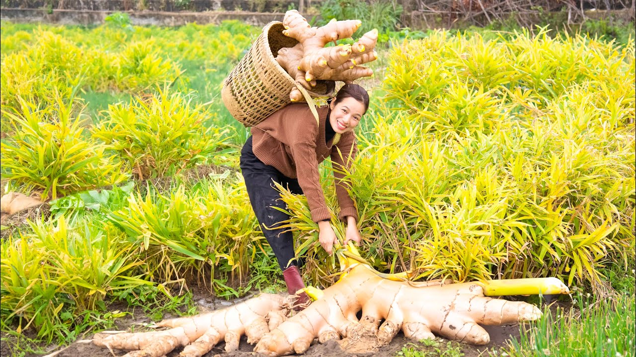 Harvest Giant Ginger Root Goes to the market sell - Make sweet soup - a ...