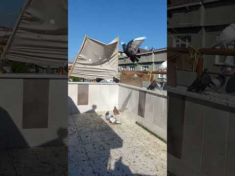 KUŞLARDAN  KAYBOLAN OLMUŞ YENİ FARKEDİYORUM İKİDE YENİ SALDIK