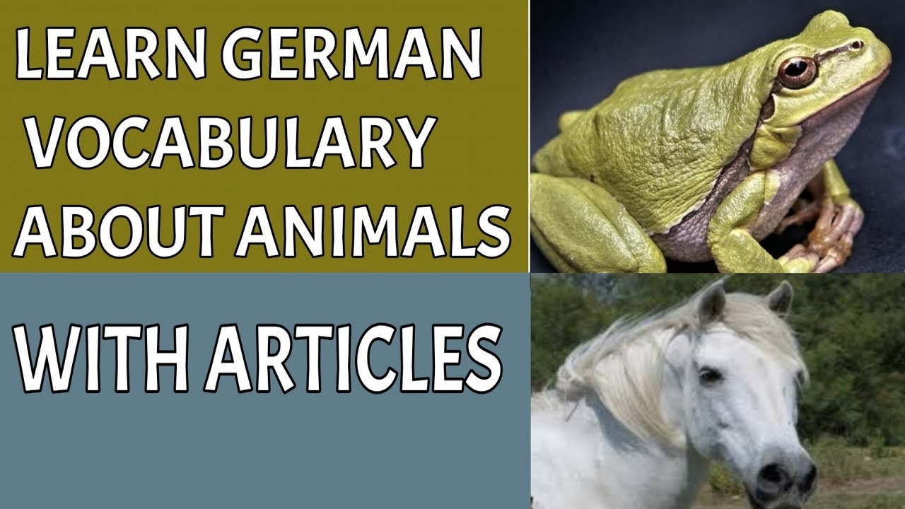 (PART 1 )STUDY GERMAN WORDS ABOUT ANIMALS WITH ARTICLES - YouTube