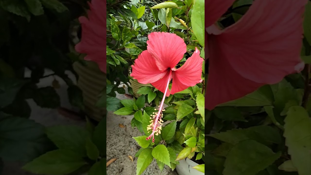 gurhal plant terrace garden plant buy online ️ - YouTube