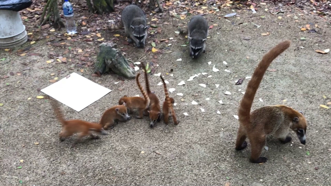 Una familia de tejones y mapaches roba comida - YouTube