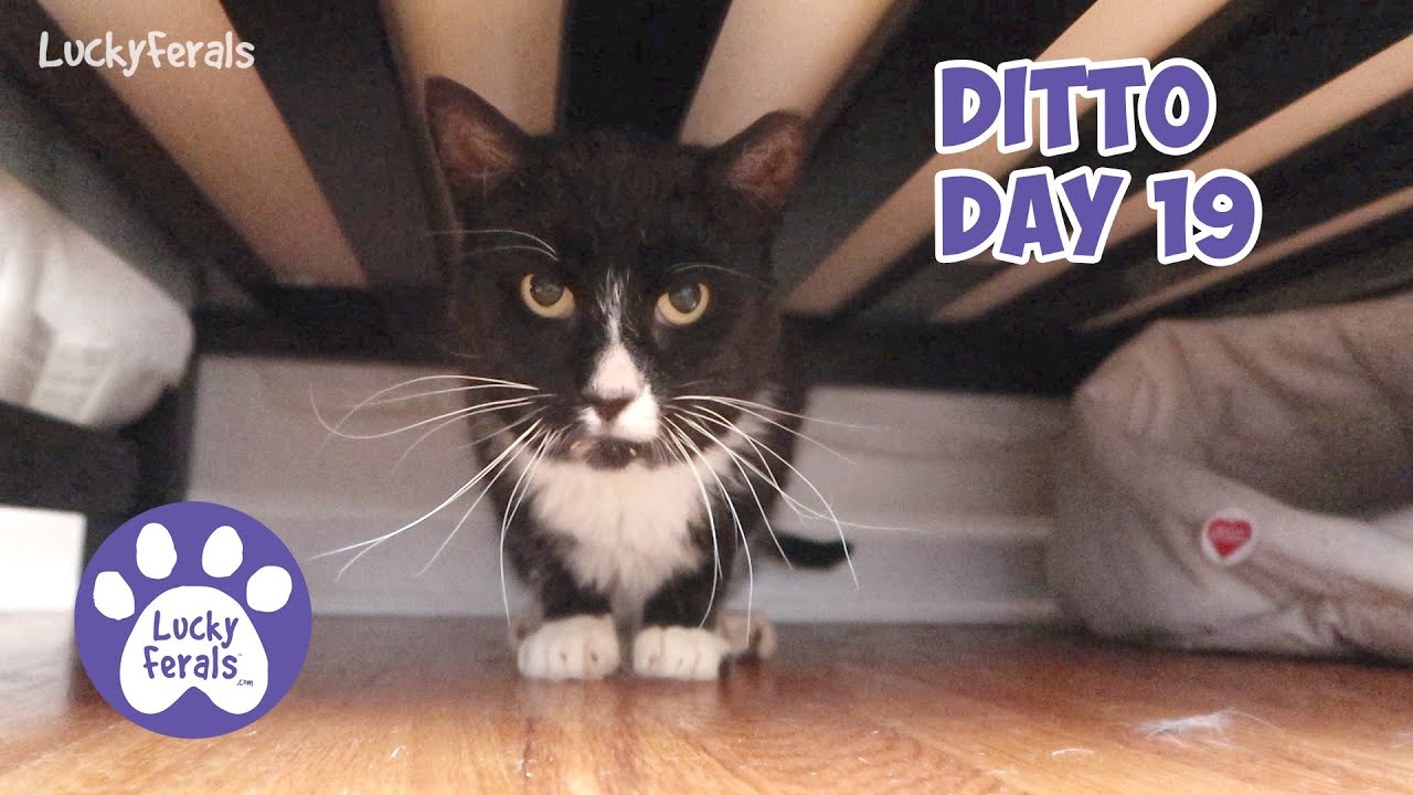 Ditto Day 19 - Feral Cat Recovery, Regaining Ditto's Trust * S4 E163 ...