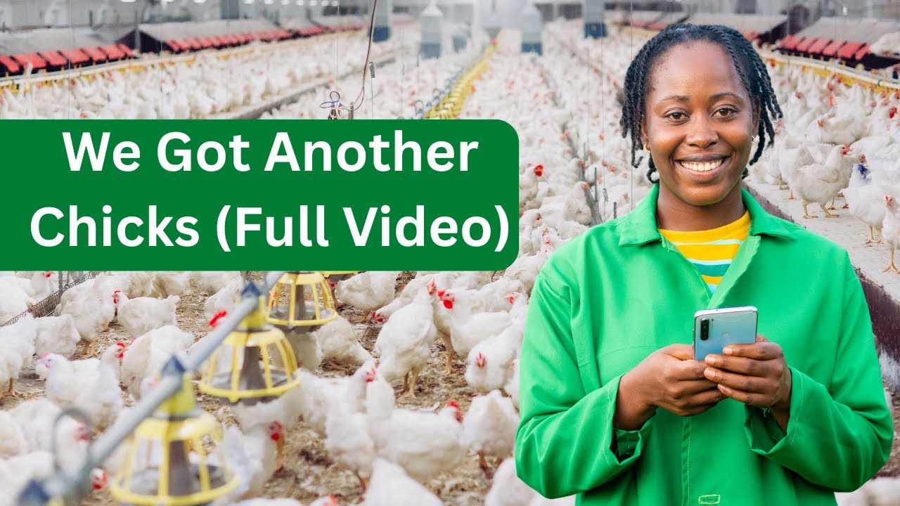 We Just Got New Chicks! Watch Their First Day on the Poultry Farm - YouTube