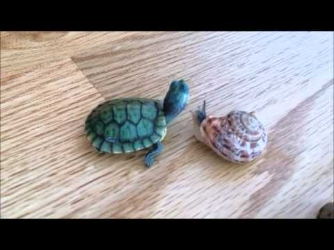 Snail VS tortoise - YouTube