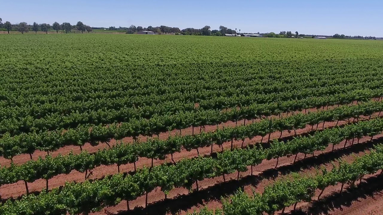 Leeton Grape Farm - YouTube