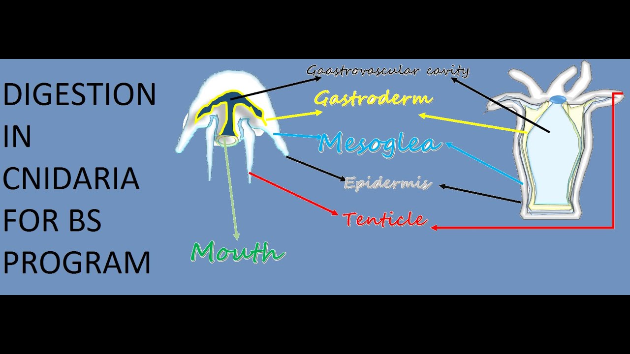 DIGESTION IN CNIDARIA / EXTERNAL CELLULAR AND INTRACELLULAR DIGESTION ...