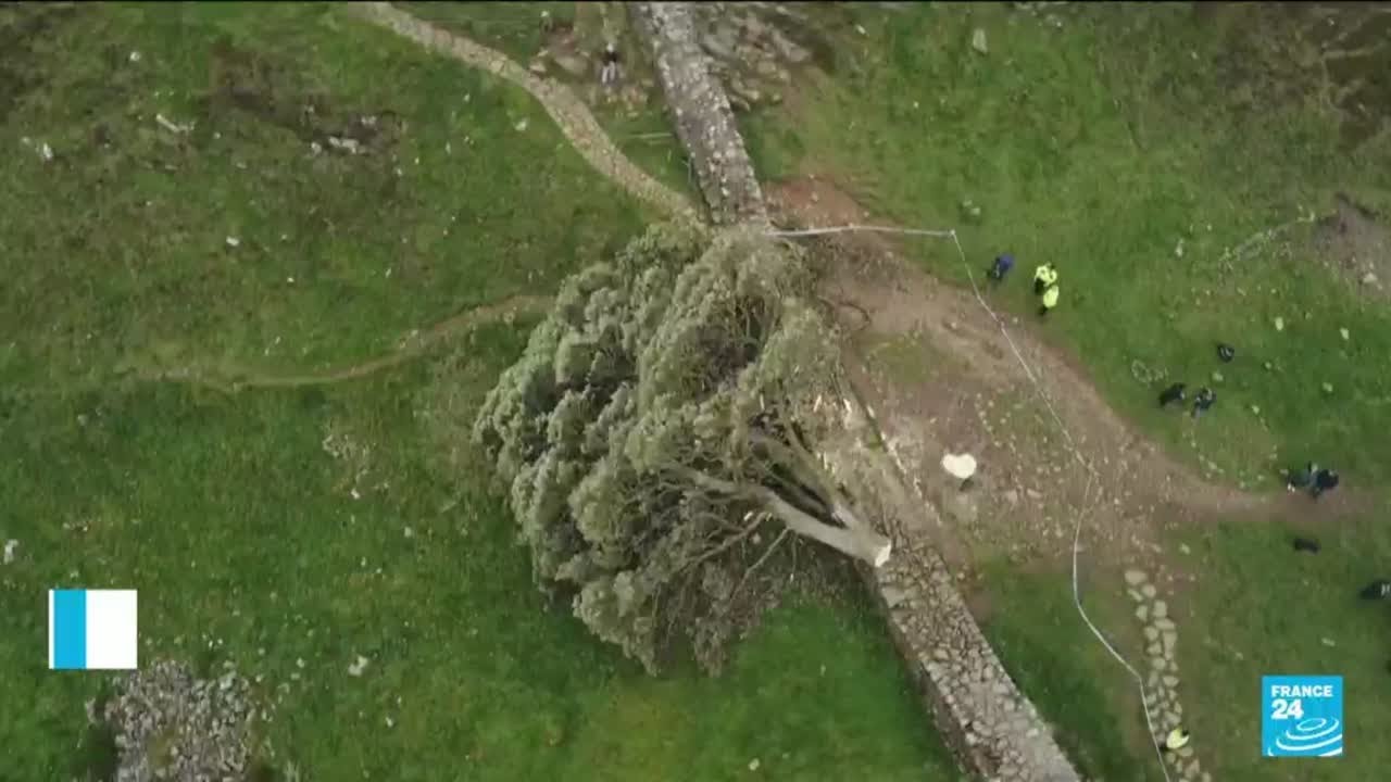 Teen arrested after UK's famed Sycamore Gap tree felled • FRANCE 24 ...