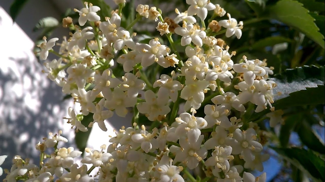 Sabugueiro (Sambucus australis) Plantas nectaríferas e poliníferas ...