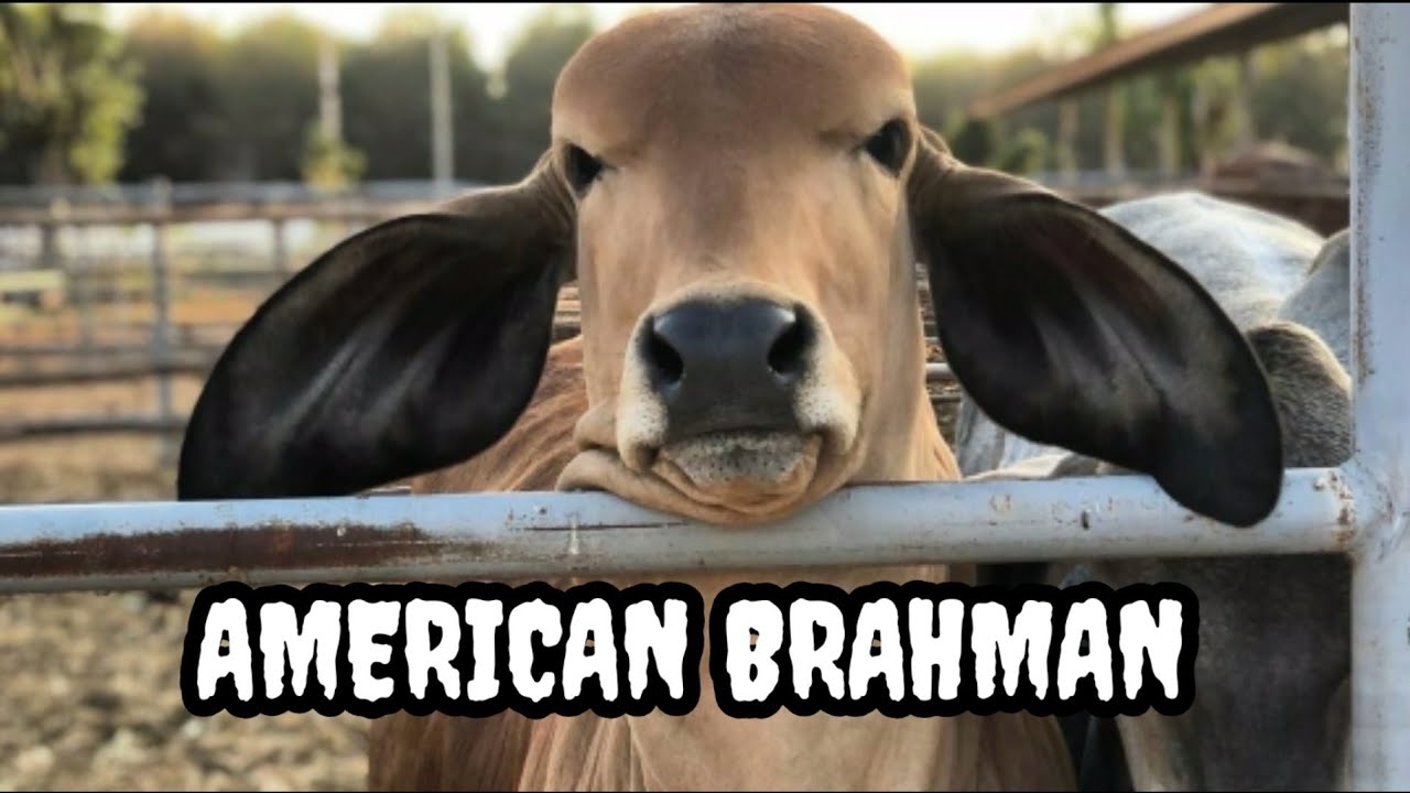 PENAMPAKAN SAPI BRAHMAN MERAH AMERIKA || AMERICAN RED BRAHMAN - YouTube