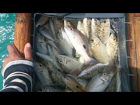 Traditional Handline Fishing in the Philippines - YouTube