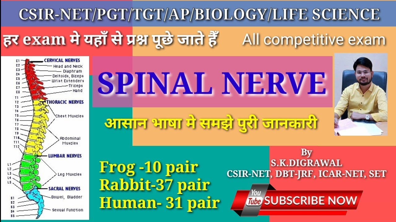 SPINAL NERVE ANATOMY // WHAT IS SPINAL NERVE // HOW TO WORK SPINAL ...