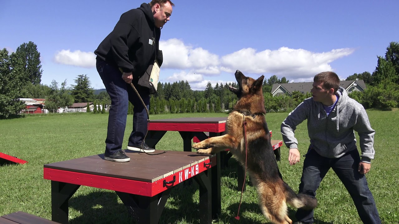 Obedient protection trained German Shepherd! - YouTube