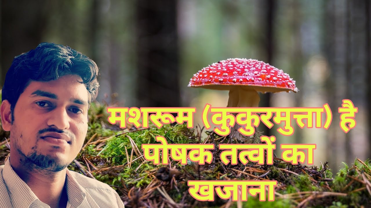 mushroom | kukurmutta | mushroom ke fayde | - YouTube