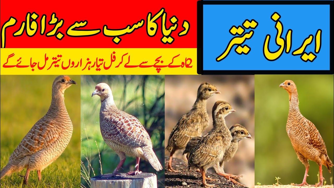 World Most Big Irani Teeter Faram || Irani and White Teetar Breeding ...