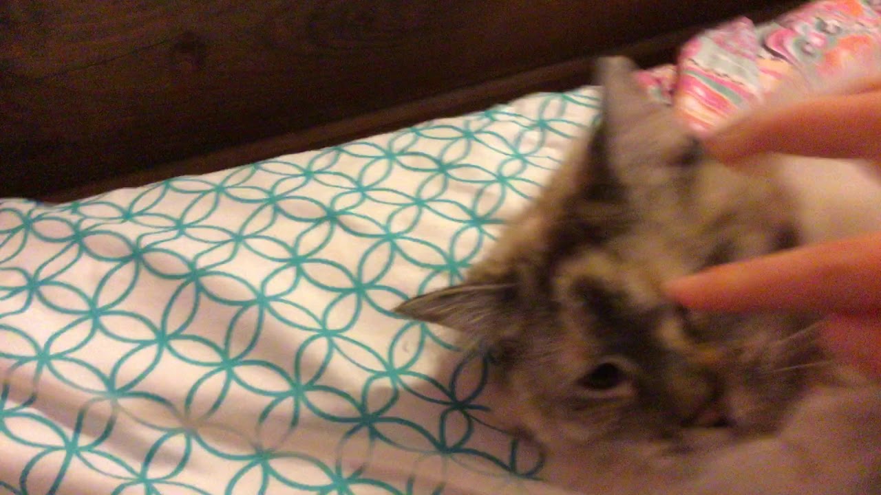 Trying to make my cat triggered - YouTube