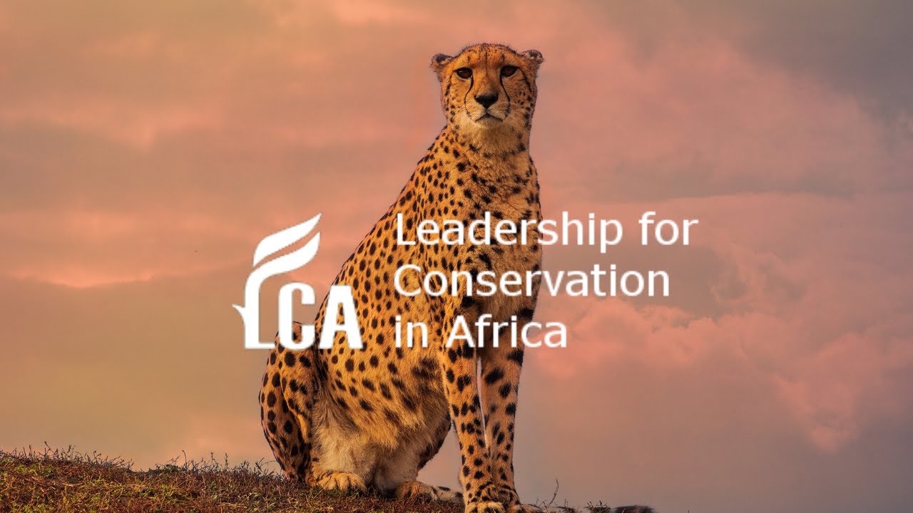 African Cheetahs in India and what it means for conservation - YouTube